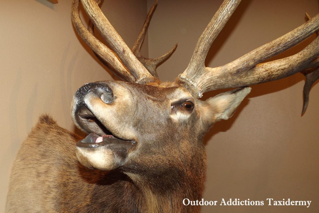 Outdoor Addictions Taxidermy