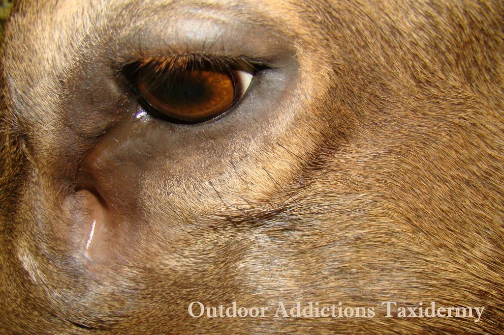 Outdoor Addictions Taxidermy