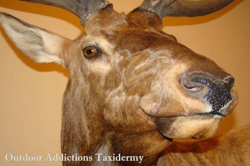 Outdoor Addictions Taxidermy