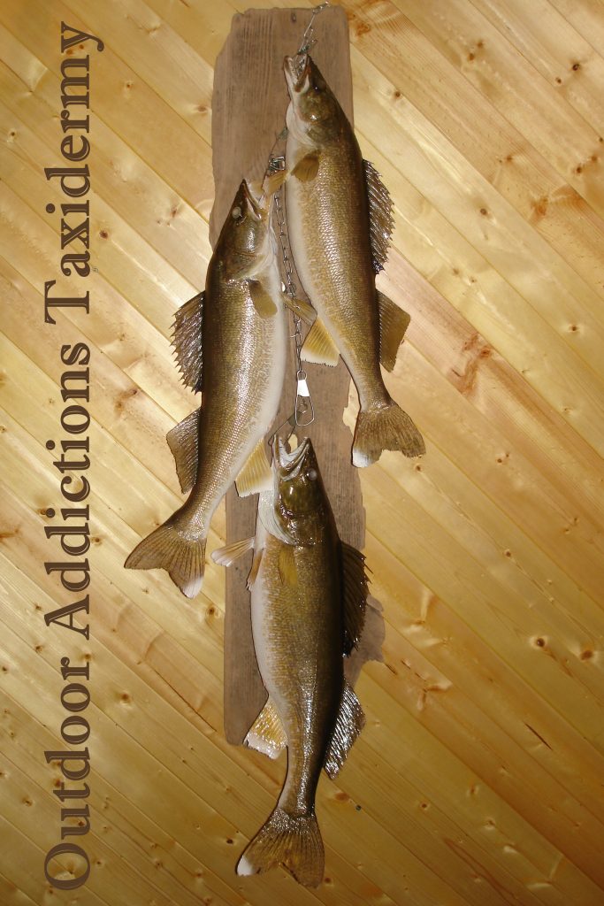 Outdoor Addictions Taxidermy