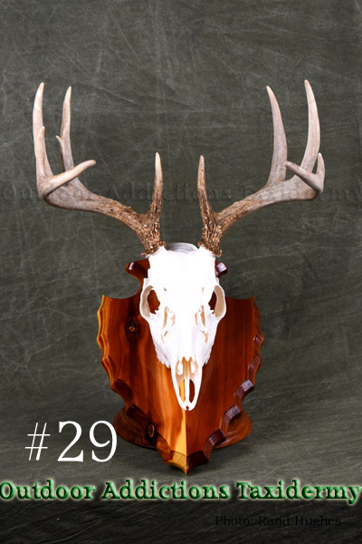 Outdoor Addictions Taxidermy