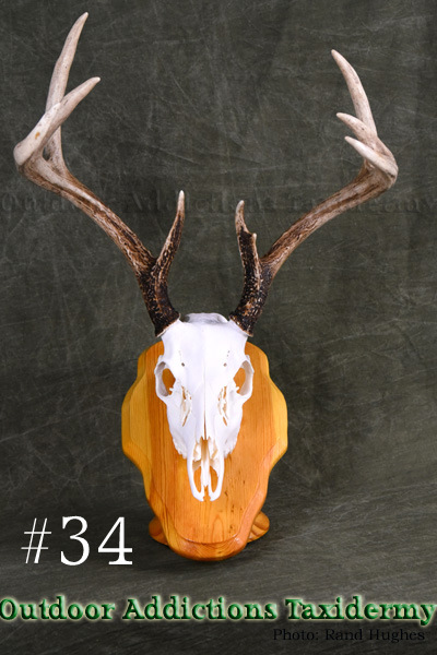 Outdoor Addictions Taxidermy
