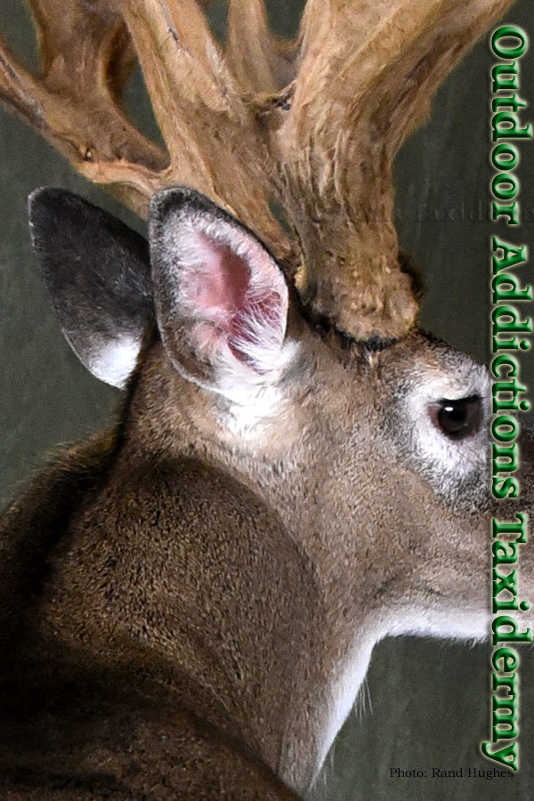 Outdoor Addictions Taxidermy