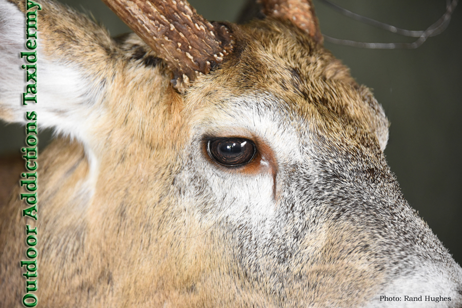 Outdoor Addictions Taxidermy