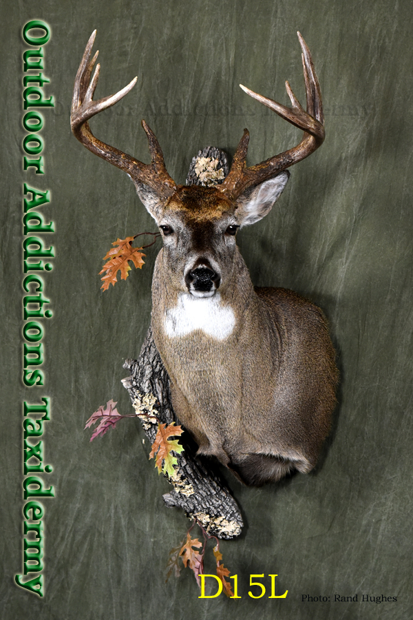 Outdoor Addictions Taxidermy