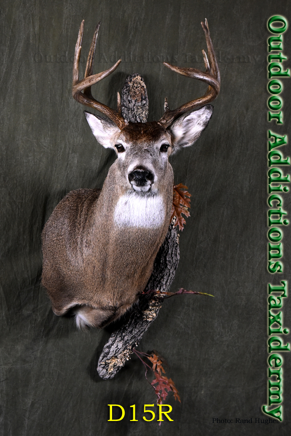 Outdoor Addictions Taxidermy
