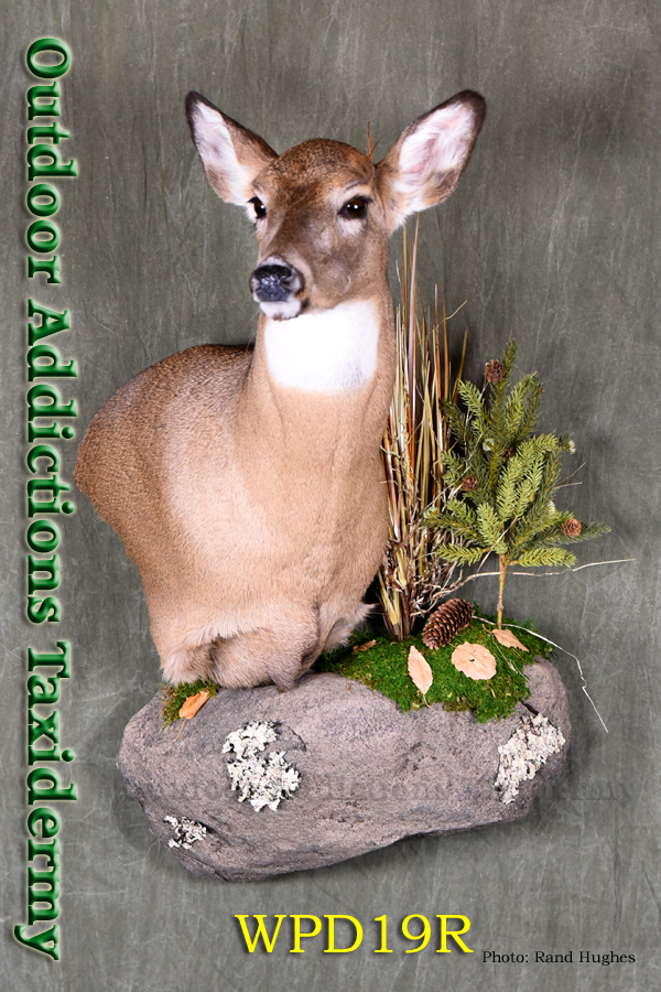 Outdoor Addictions Taxidermy