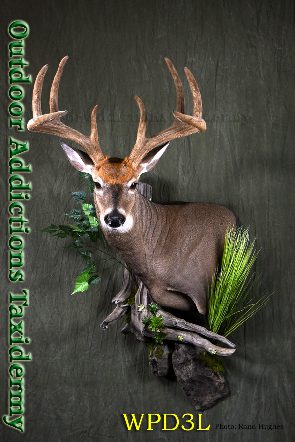 Outdoor Addictions Taxidermy