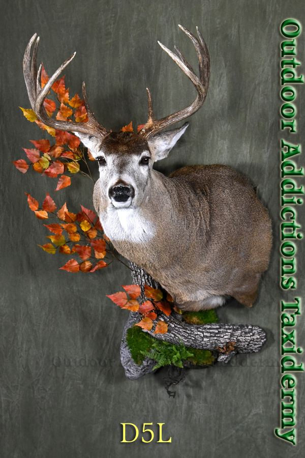 Outdoor Addictions Taxidermy