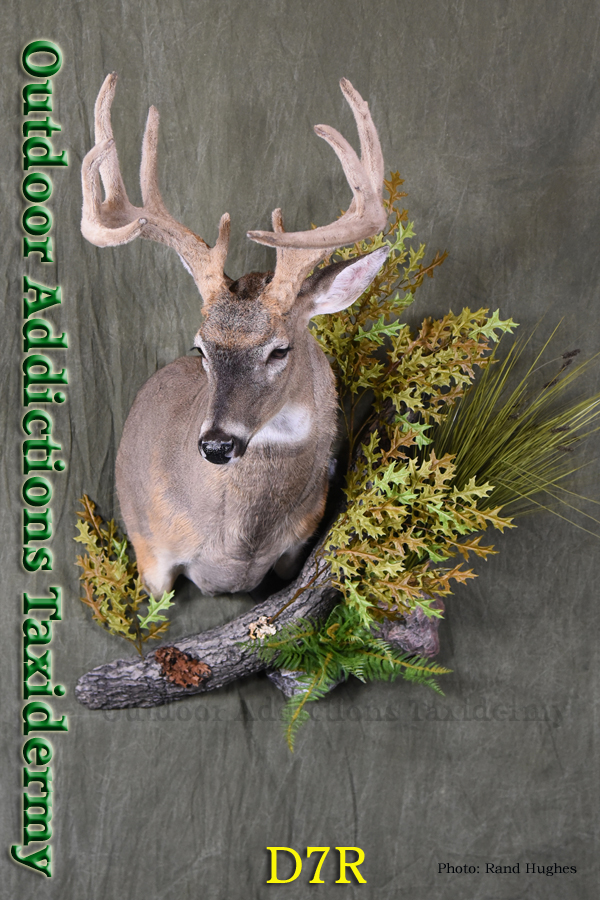 Outdoor Addictions Taxidermy