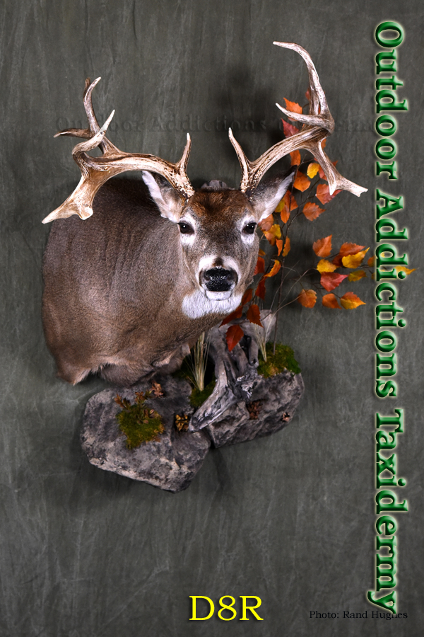 Outdoor Addictions Taxidermy