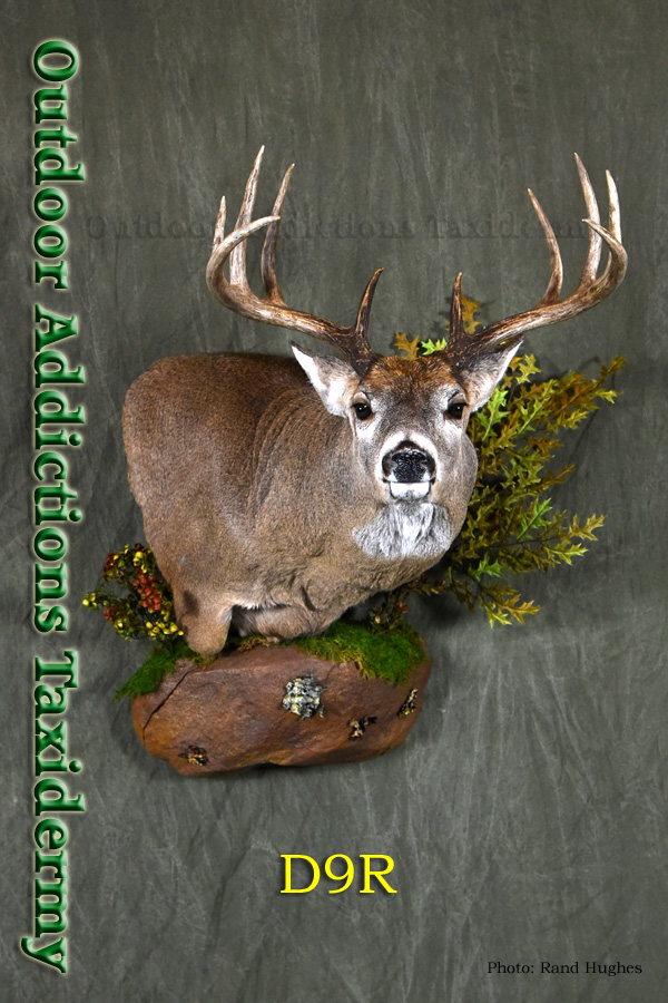 Outdoor Addictions Taxidermy