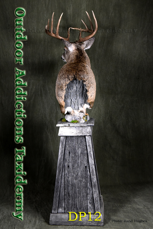 Outdoor Addictions Taxidermy